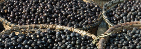 Le bacche di Açai - La Palestra
