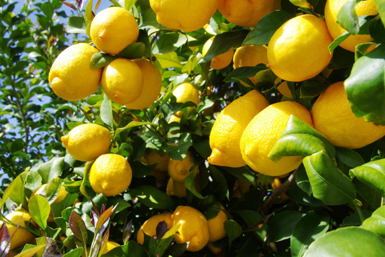 Limoni: proprietà e benefici per la salute - La Palestra