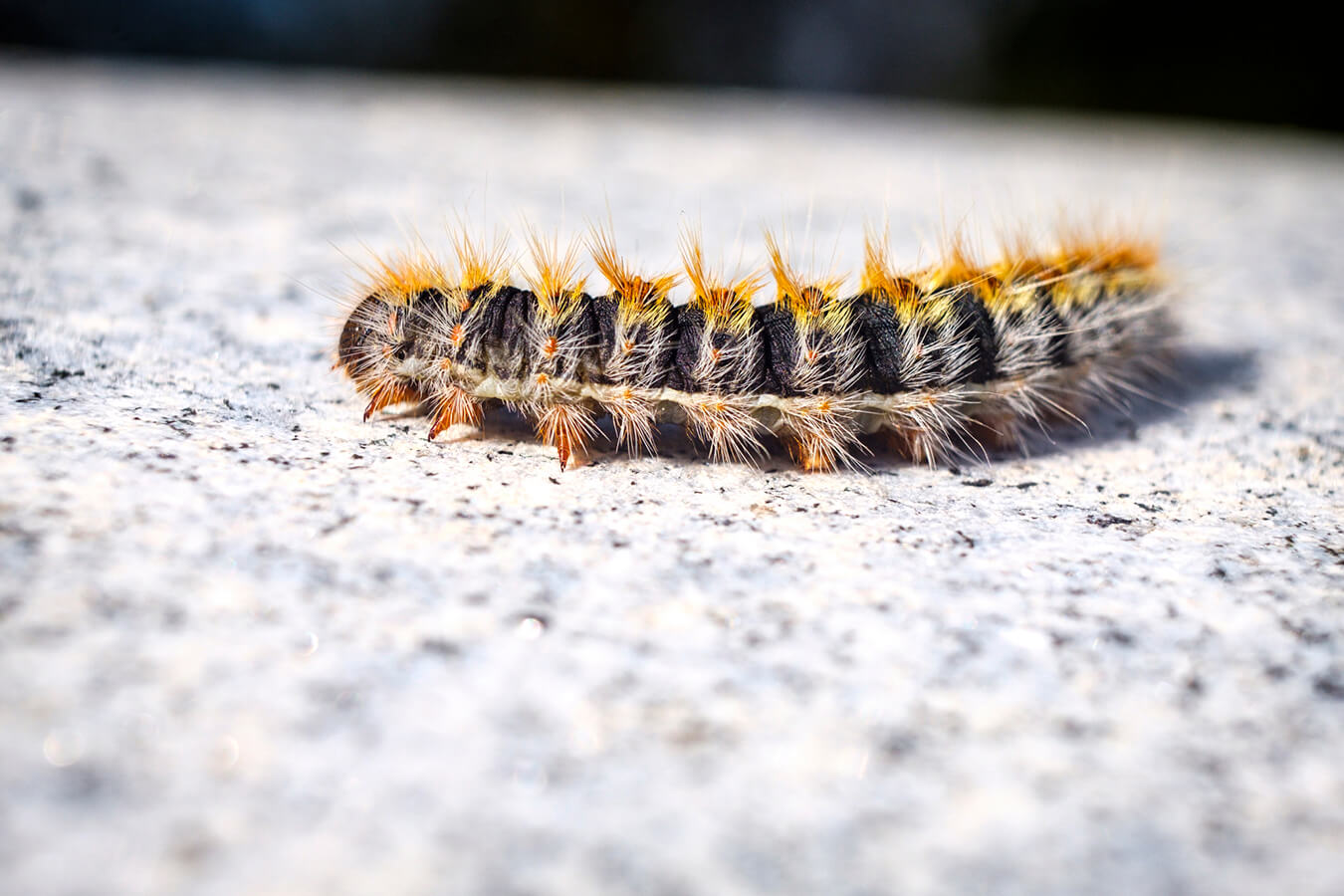 Processionarie: cosa sono e perché sono pericolose - La Palestra