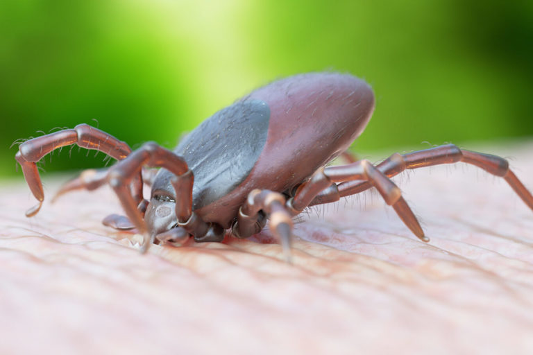 Zecche: Cosa Sono, Come Riconoscerle e Come Prevenire le Loro Punture ...