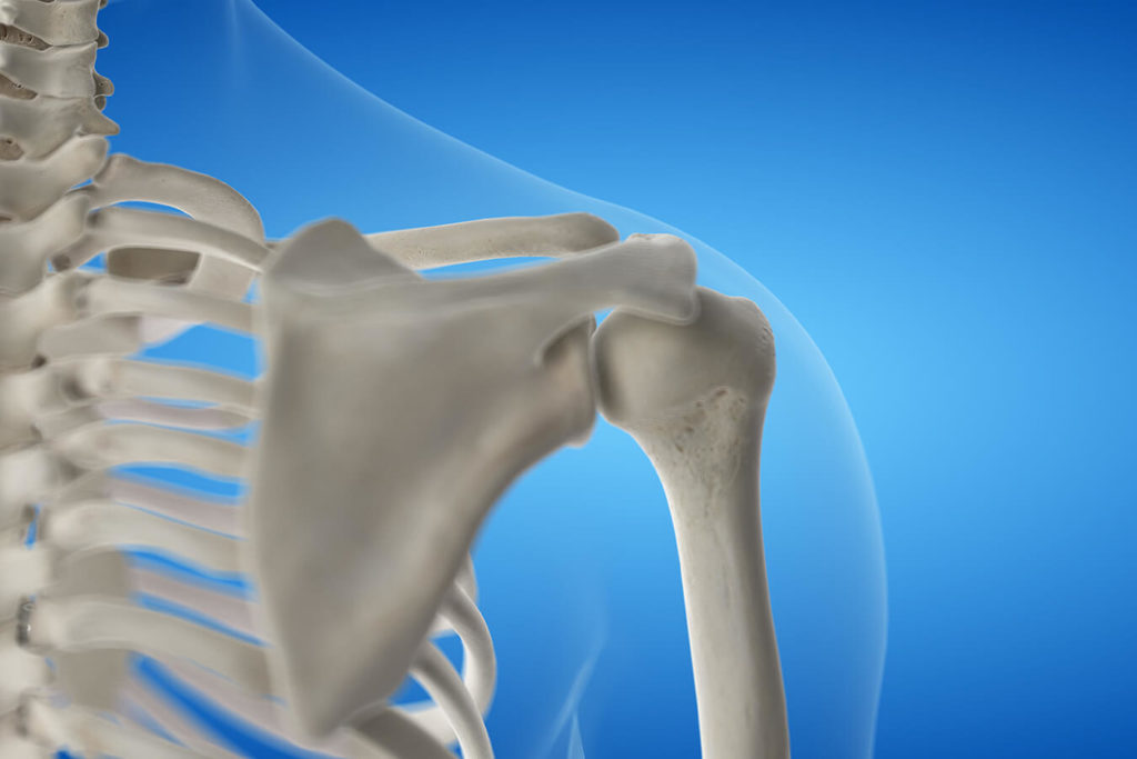 Omero Osso: Una Guida Completa alla Struttura, alle Lesioni - La Palestra