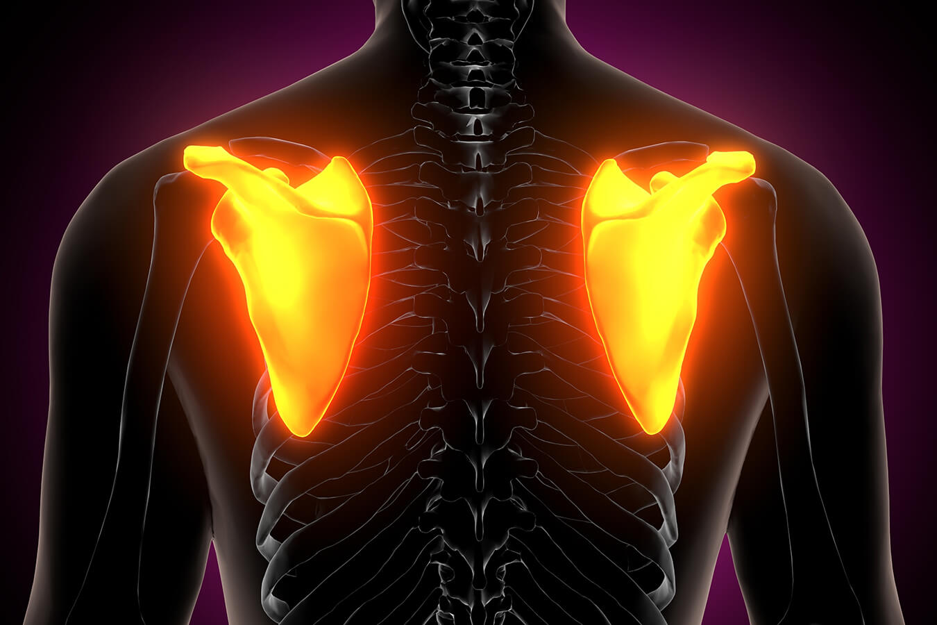 Scapola: Posizione, Cause di Dolore e Rimedi - La Palestra