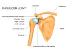 Acromion: tutto quello che devi sapere - La Palestra