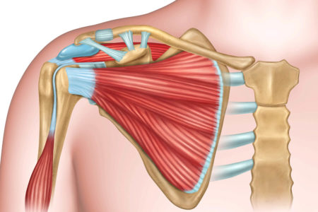 Acromion: tutto quello che devi sapere - La Palestra