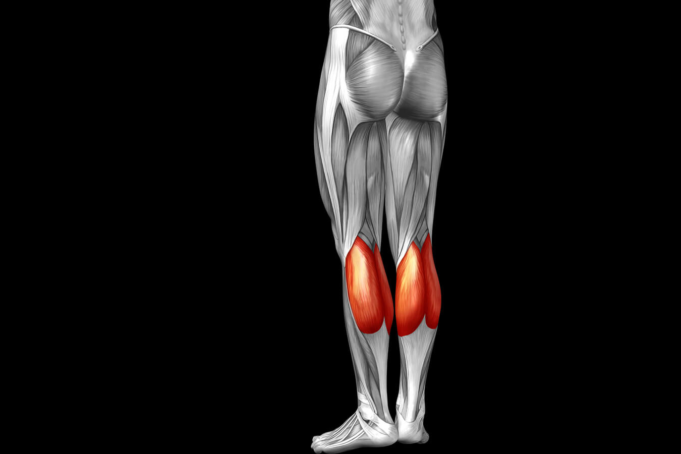 Gastrocnemio: anatomia, cause del dolore e allenamento - La Palestra