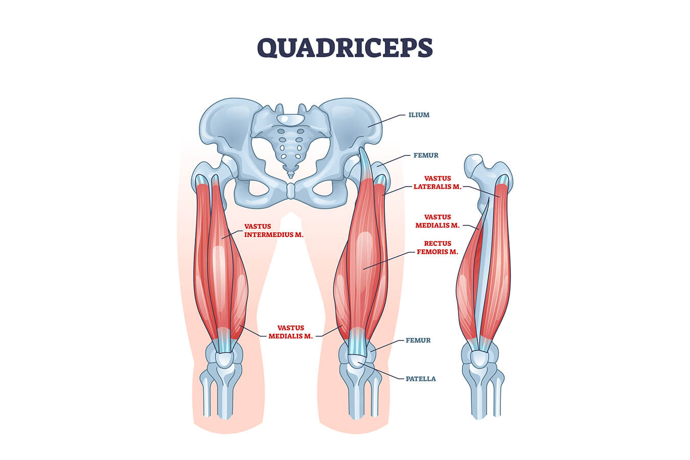 Quadricipite femorale: anatomia, cause del dolore e allenamento - La ...