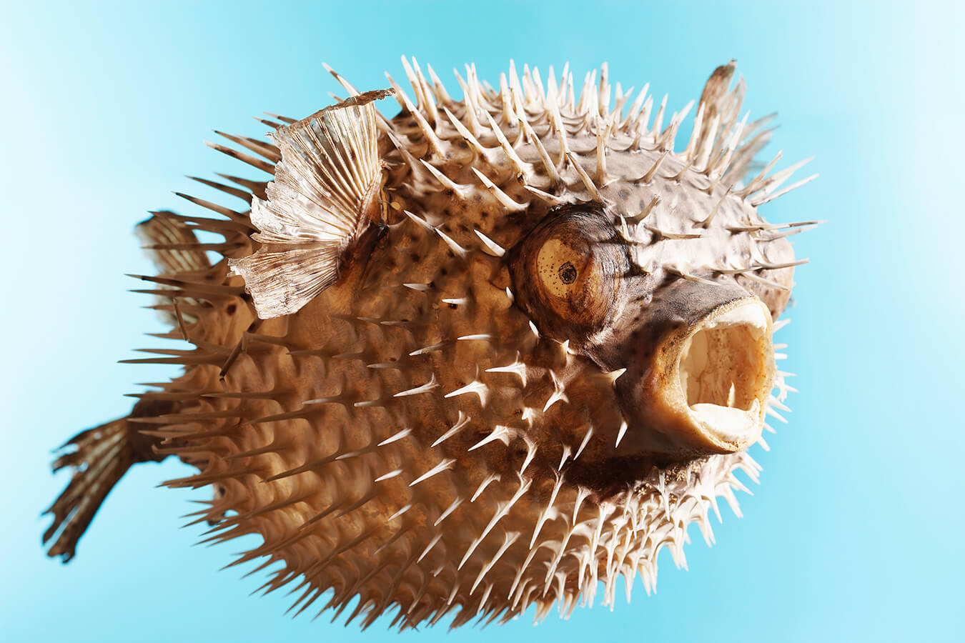 Il Pesce Palla: un pericolo nascosto nei mari - La Palestra