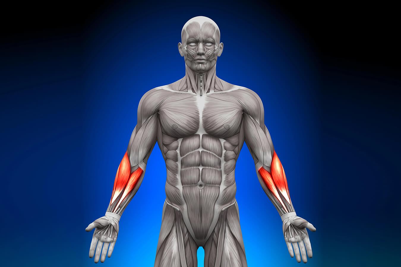 Muscoli Avambraccio: conoscerli e svilupparli - La Palestra