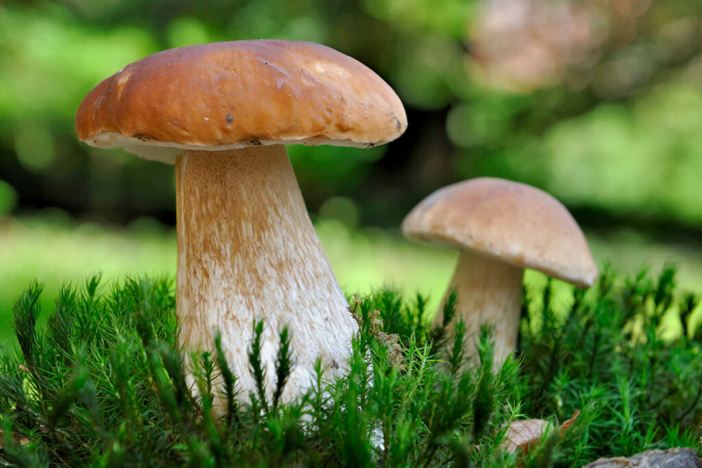 Parti del fungo: tutto quello che devi sapere - La Palestra