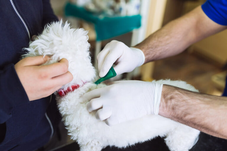 Pulci: come eliminarle, prevenirle e proteggere casa e animali - La ...