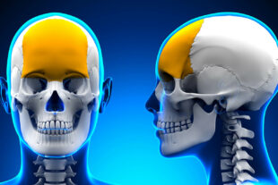 Osso frontale: caratteristiche e funzioni principali - La Palestra